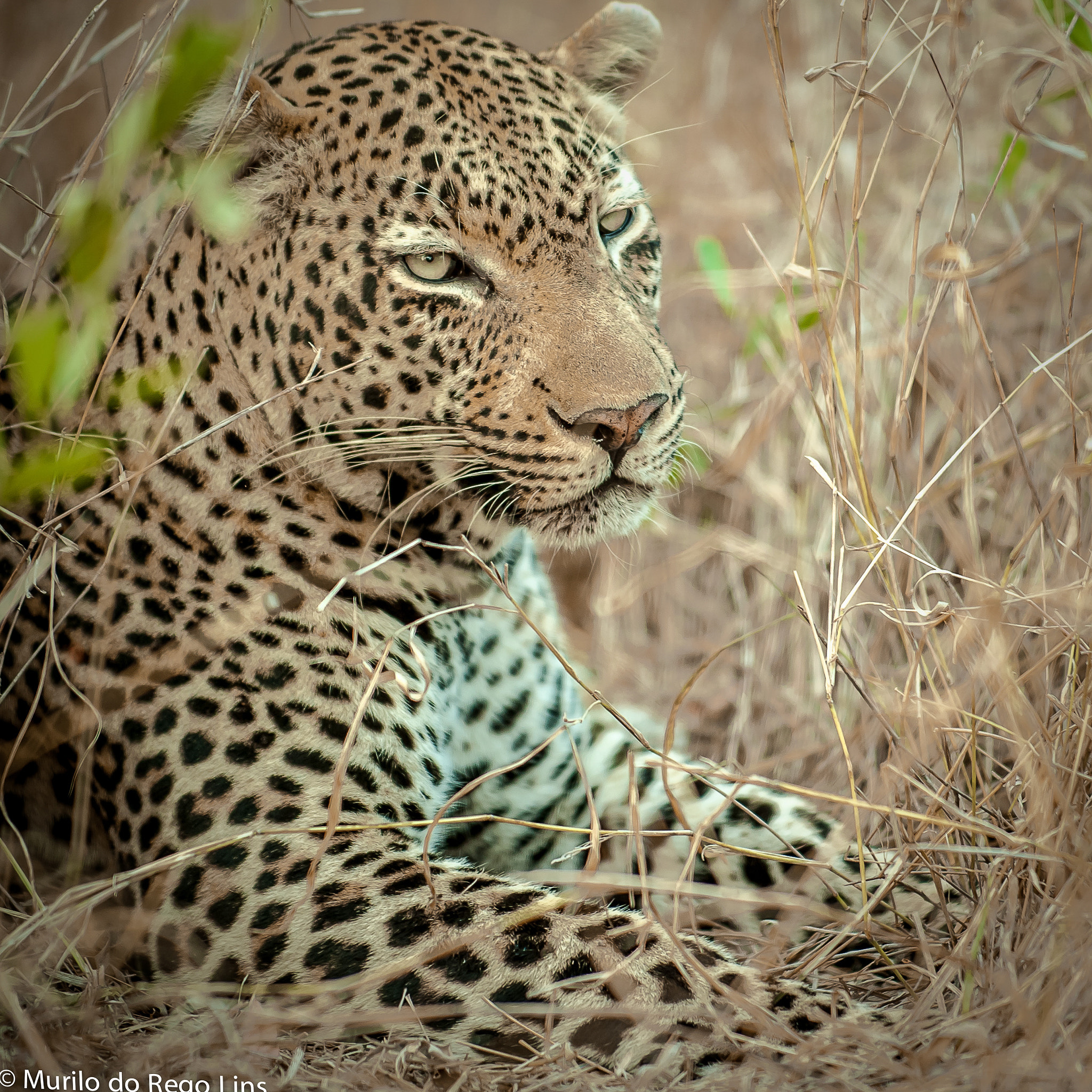 Leopard's Gaze Embodies Wildness and Primal Instinct | nature photo by ...