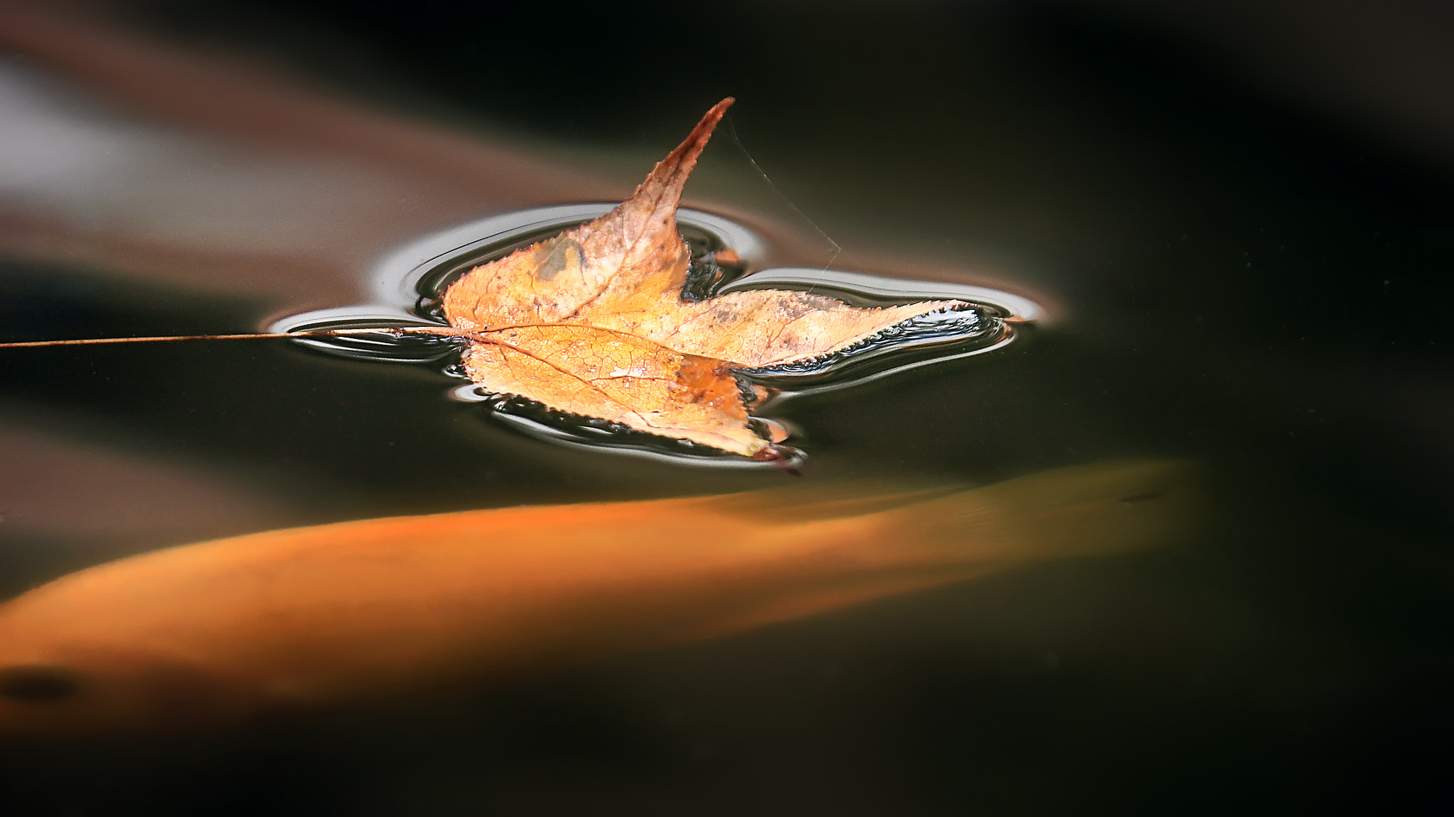 Floating Leaf on Water's Surface Symbolizing Ephemeral Beauty | nature ...