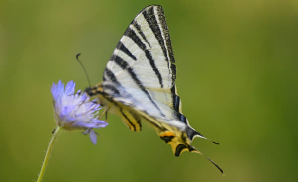 Papillon machaon 25-243 by Hüseyin AY | 500px