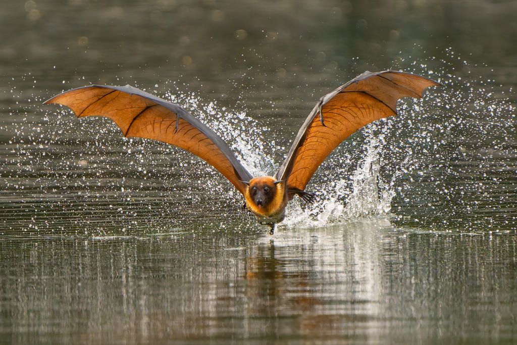 Nude Figure on Drape Evoking Vulnerability and Artistic Expression ...