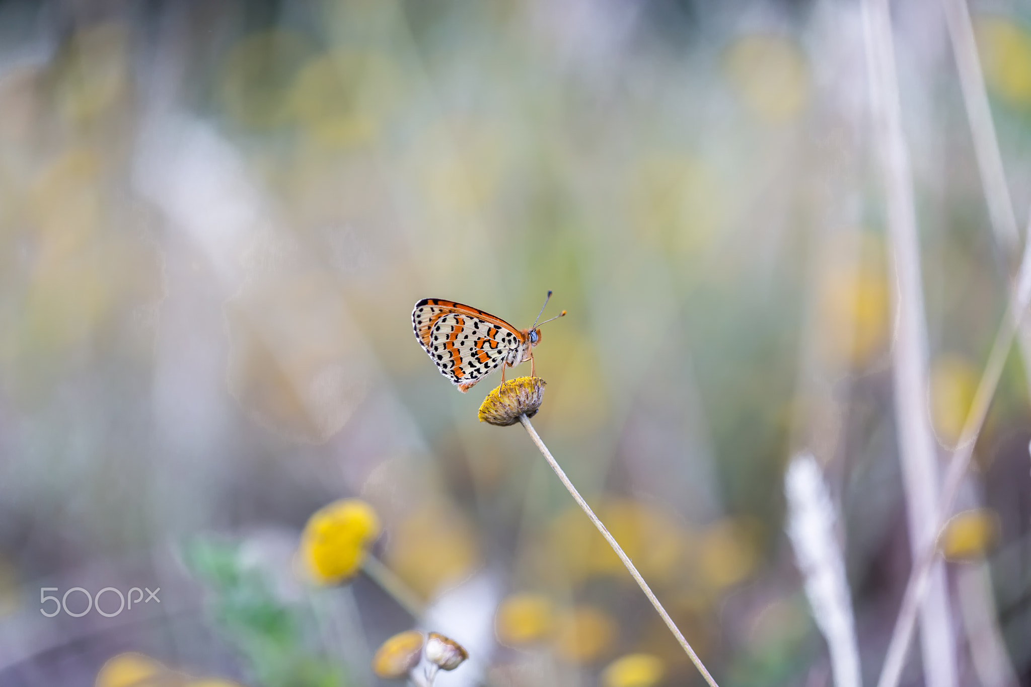 Delicate Butterfly Alights on Wildflower Symbolizing Ephemeral Beauty ...