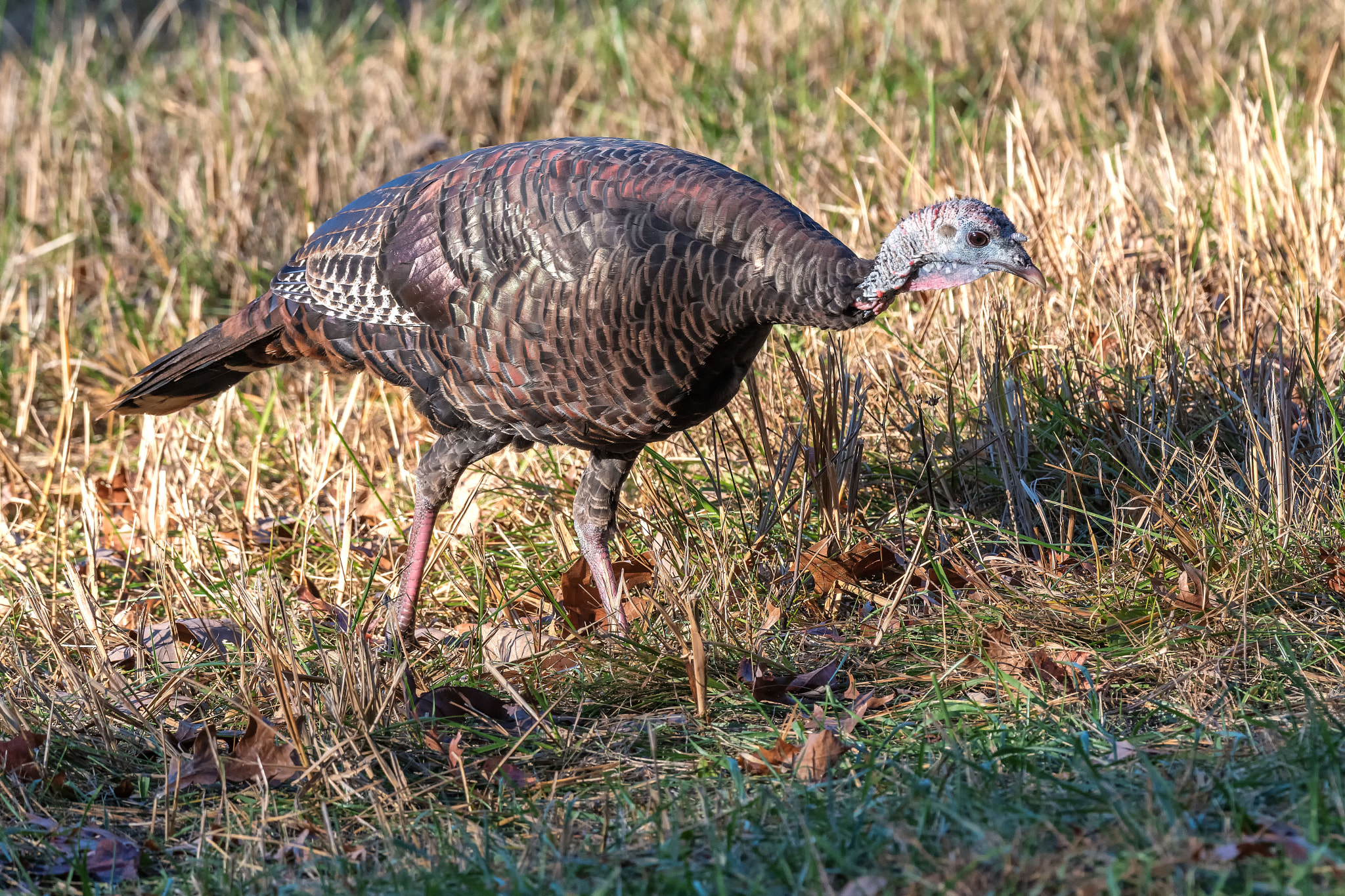 Wild Turkey Foraging in Grassland Revealing Nature's Quiet Sustenance ...