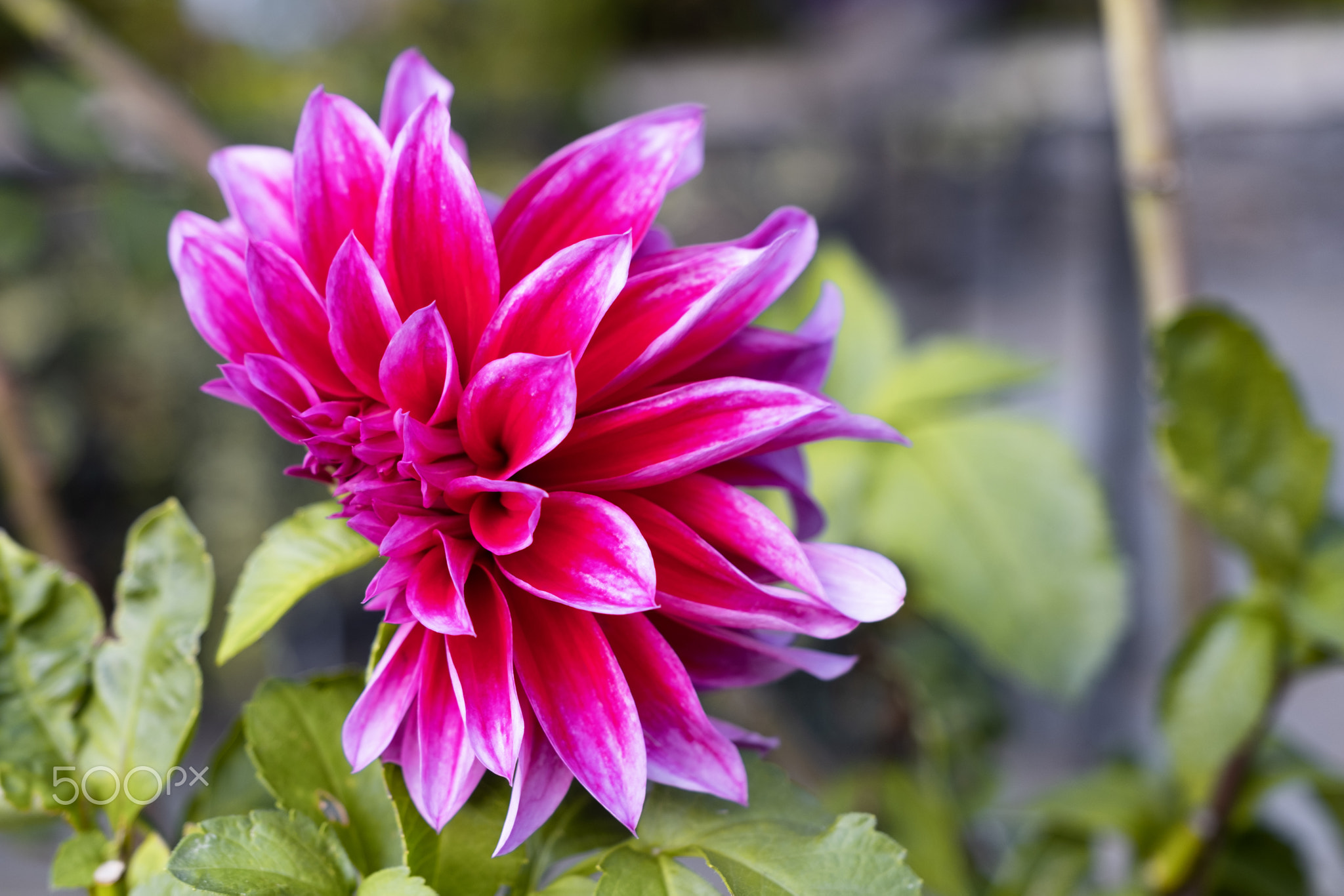 Radiant Dahlia Expressing Boldness and Floral Allure | nature photo by ...