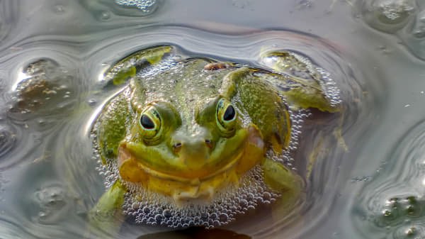 Vibrant Frog Emerging from Water Symbolizing Rebirth | nature photo by ...