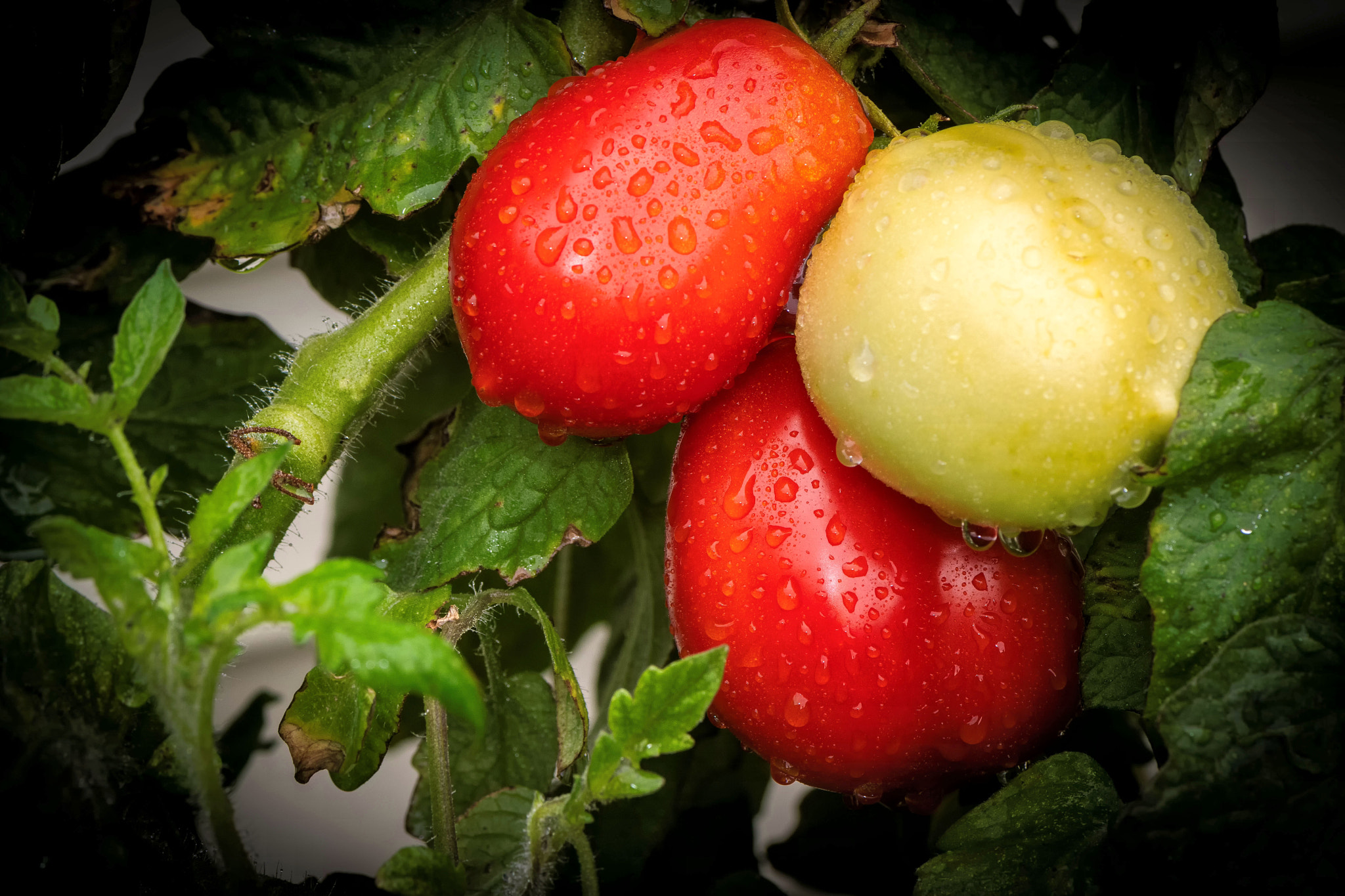 Fresh Tomatoes with Water Droplets Capturing Vitality and Natural ...