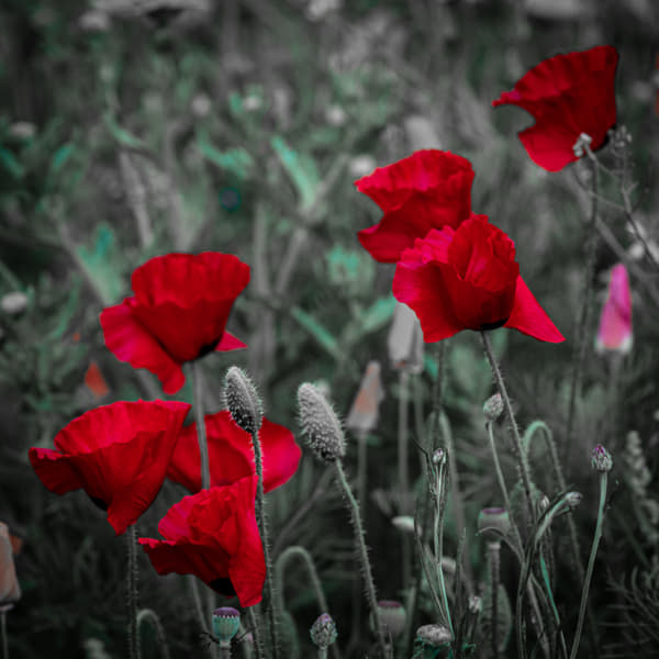We Shall Remember Them by Clive Hollingshead | 500px
