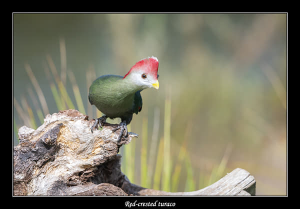 Red-crested turaco by Jan Mrosz | 500px