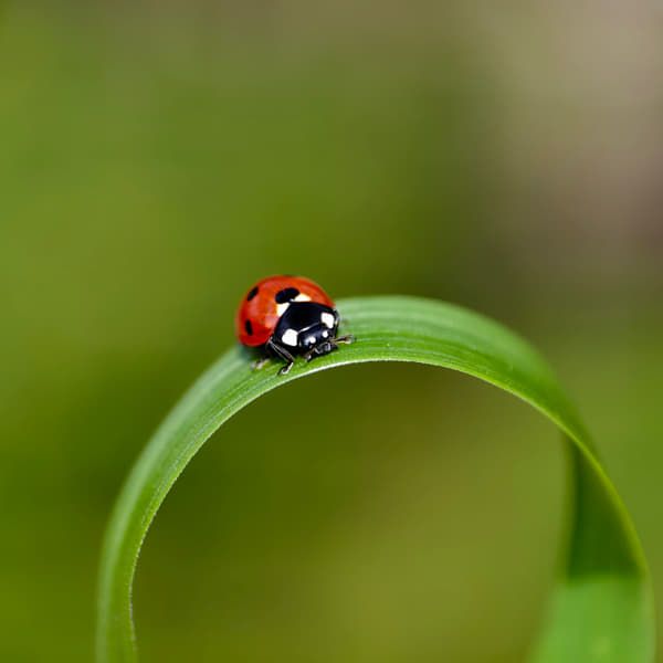 Ladybug on Leaf Symbolizing Luck and Natural Innocence | nature photo ...