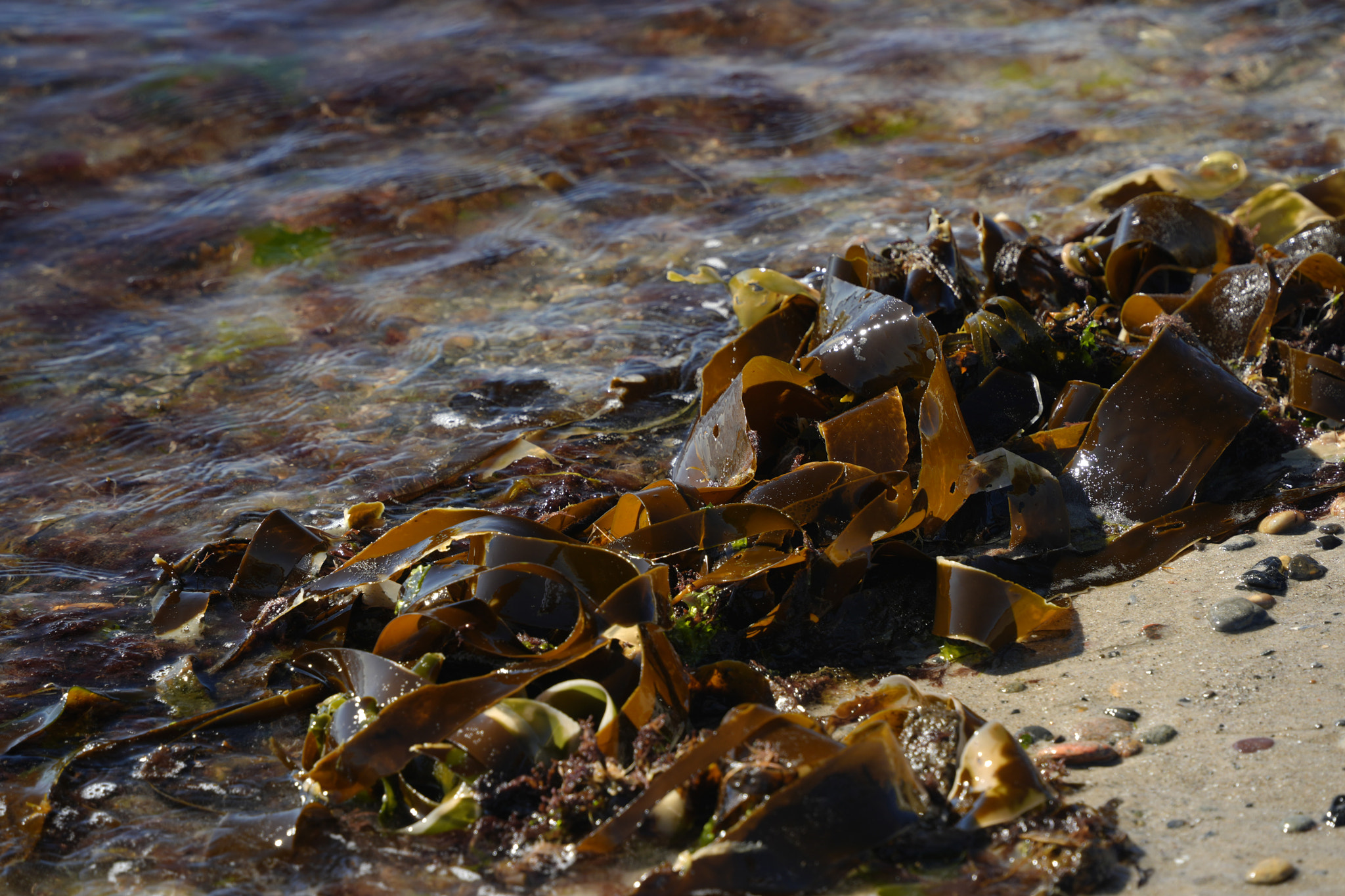 Kelp algae Laminaria digitata on northern sea beach by Andrea Izzotti ...