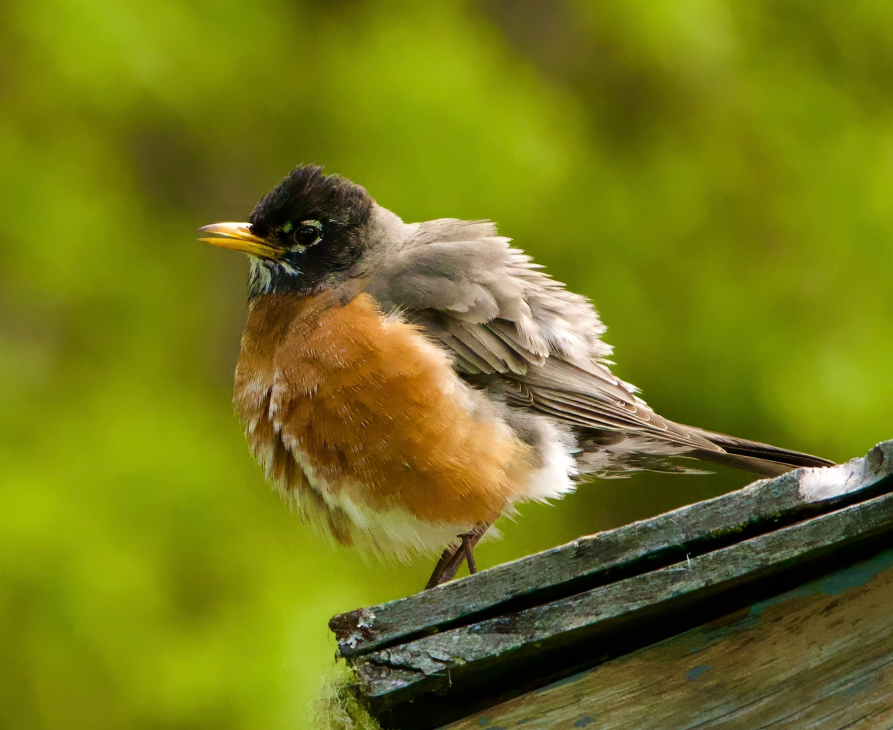 Robin on Ledge Portraying Solitude and Natural Observation | nature ...