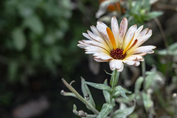 Daisy, Daisy Give me your answer do by Damien Talbot | 500px