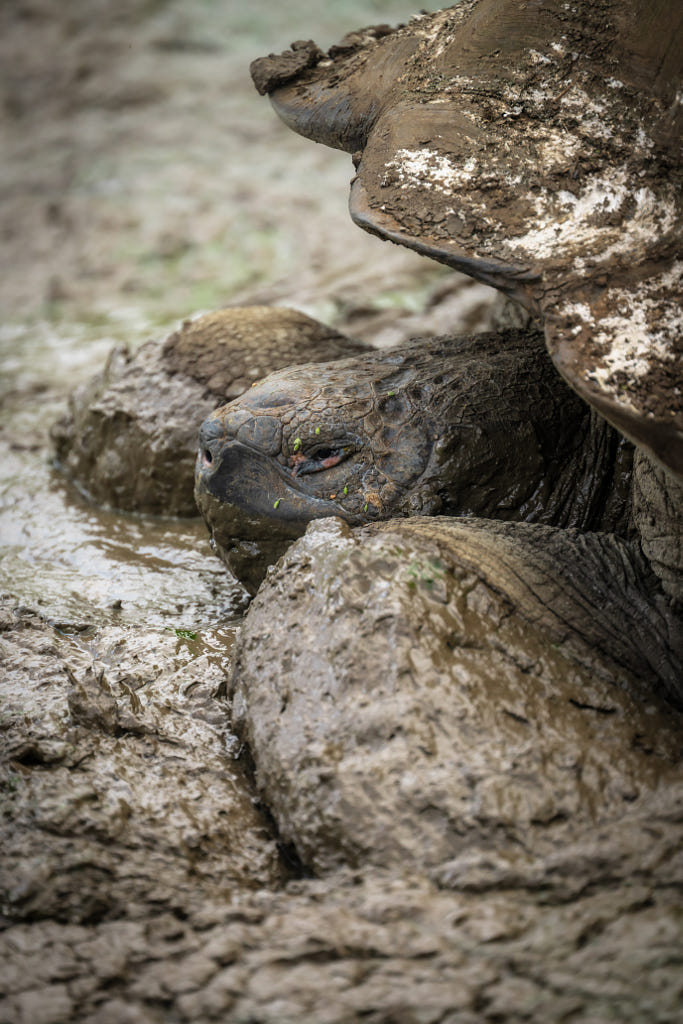 Ancient Reptile Resting Symbolizing Resilience and Longevity | nature ...