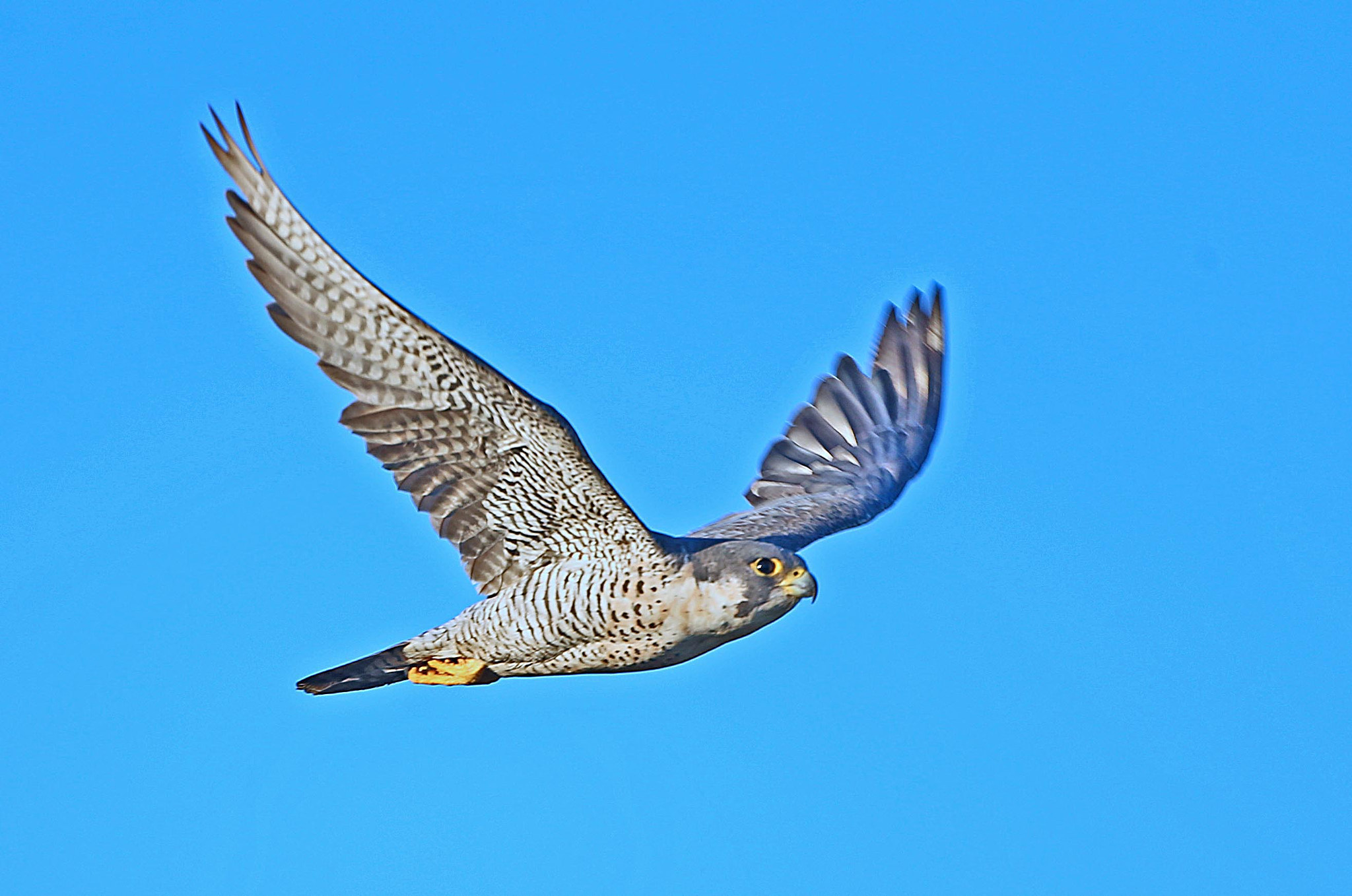 Majestic Falcon Soars Through Clear Sky Symbolizing Freedom and Vision ...