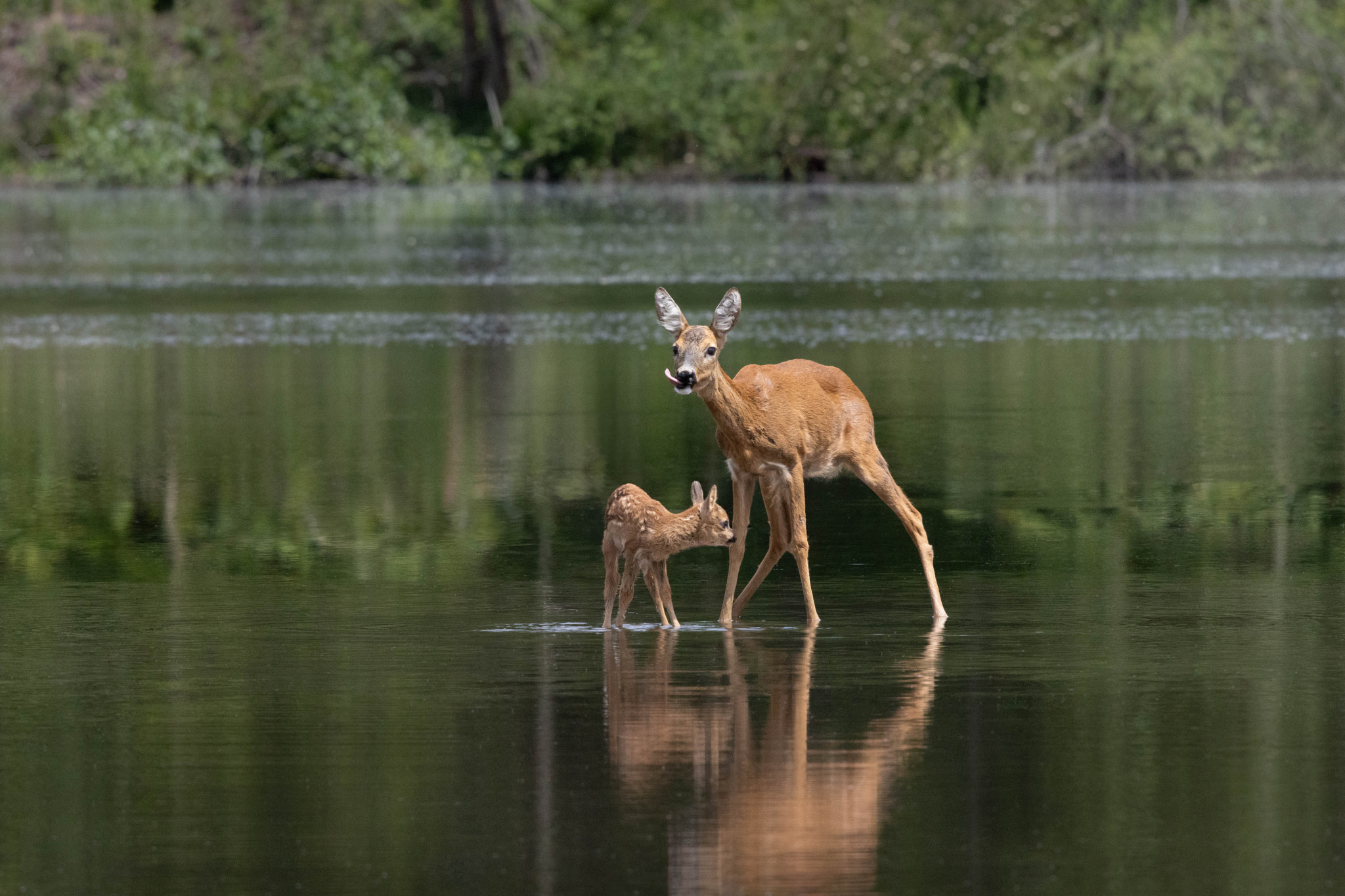 Deer Family Reflecting Nurturing and Wilderness Harmony | nature photo ...