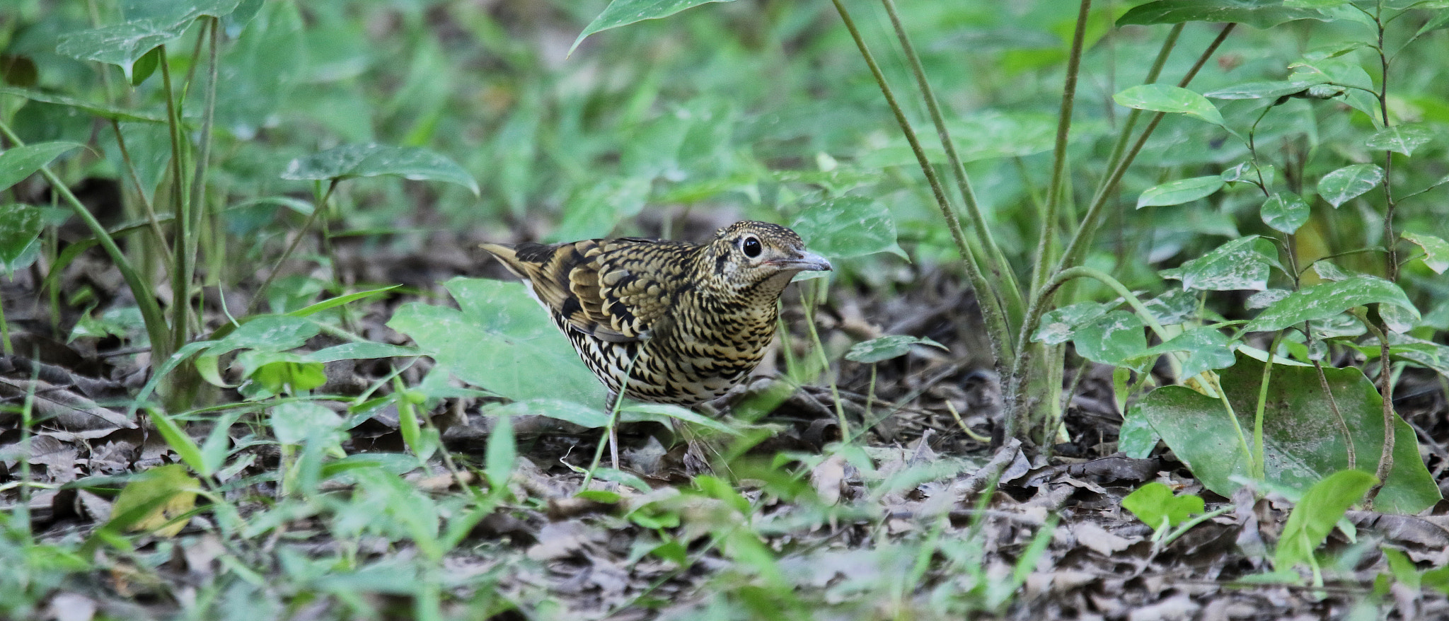 Zoothera aurea by Khoi Tran Duc | 500px