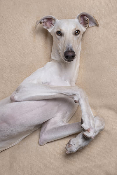 Elegant Greyhound Resting Gracefully Evoking Calm Sophistication ...
