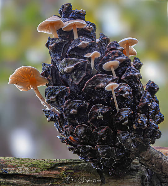 Mushrooms Sprout from Pinecone Evoking Growth and Natural Decay ...