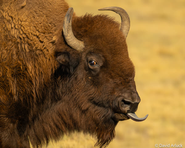 Majestic Bison Gazes with Resilience and Untamed Spirit | nature photo ...