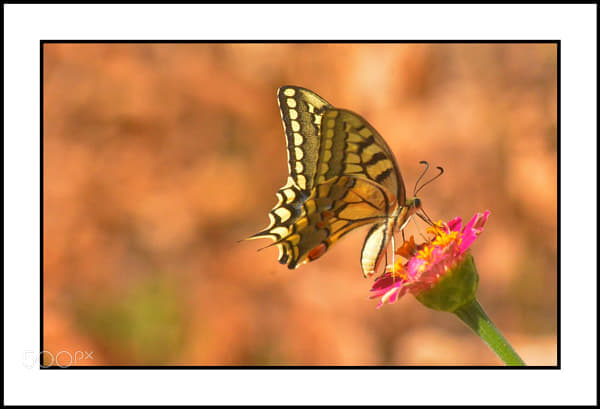 Le papillon 25-247 by Hüseyin AY | 500px
