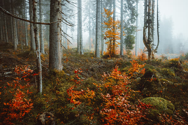 Mystic Forest by Marvin Diehl⭐️ | 500px
