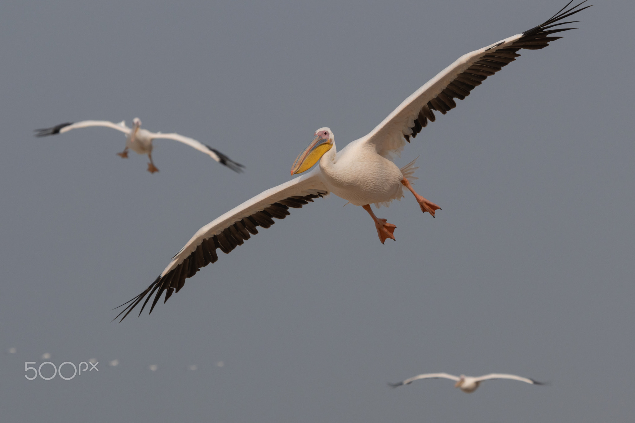 Pelicans Soar Through Sky Symbolizing Freedom and Graceful Movement ...
