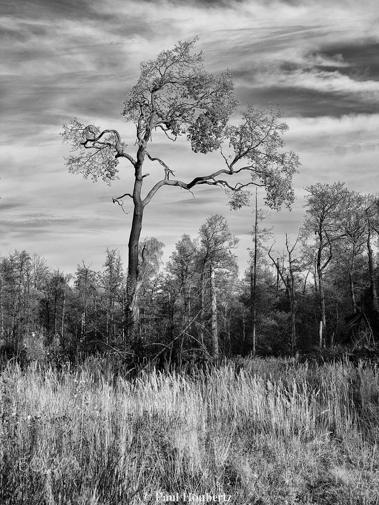 Ancient Tree Standing as a Symbol of Endurance and Time | landscape ...