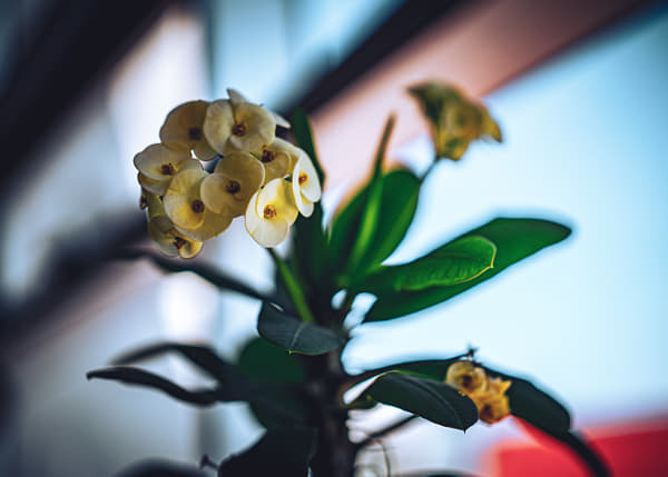 Blossoms in Soft Focus Conveying Dreamlike Serenity and Tranquility ...