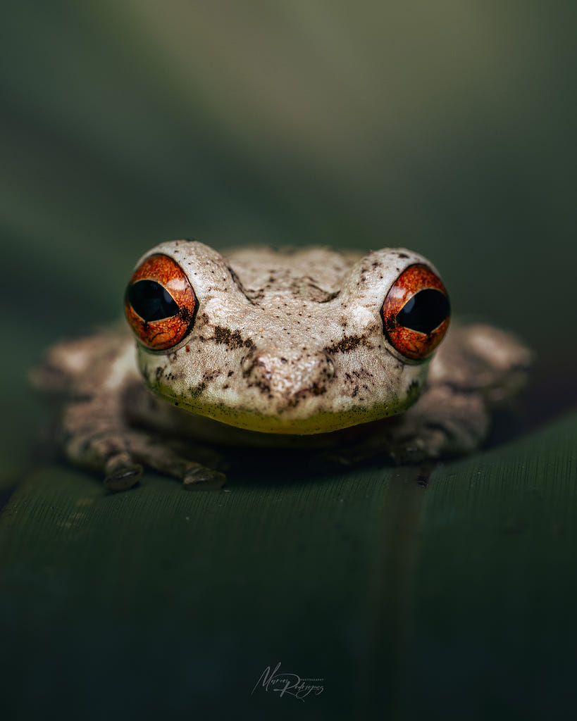 Tiger by Subramani Soundrapandian | 500px