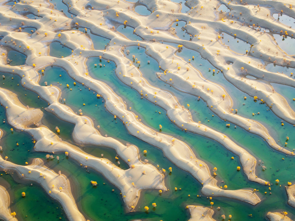 Hibiscus Bloom Showcasing Vibrant Life and Delicate Beauty | nature ...