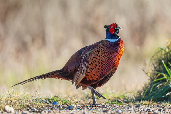 Colorful Pheasant Displaying Natural Beauty and Wild Elegance | nature ...