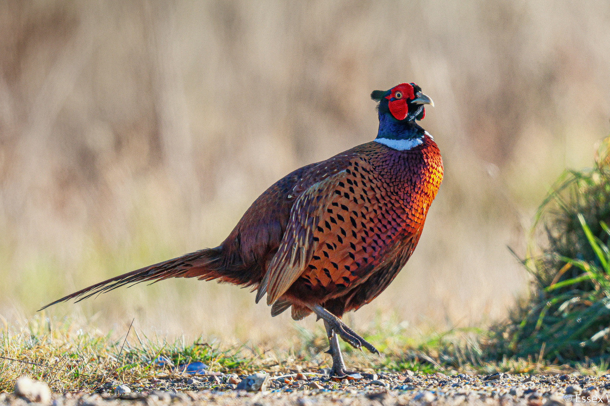 Colorful Pheasant Displaying Natural Beauty and Wild Elegance | nature ...