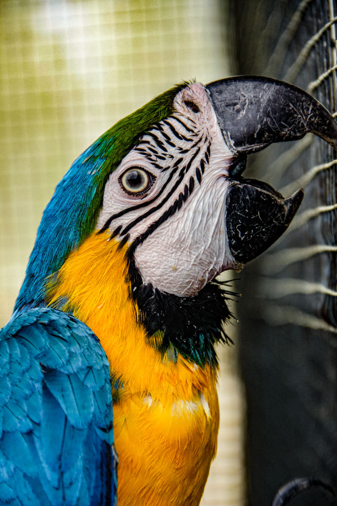 Two Figures Intertwined in Nature Representing Connection and Primal ...