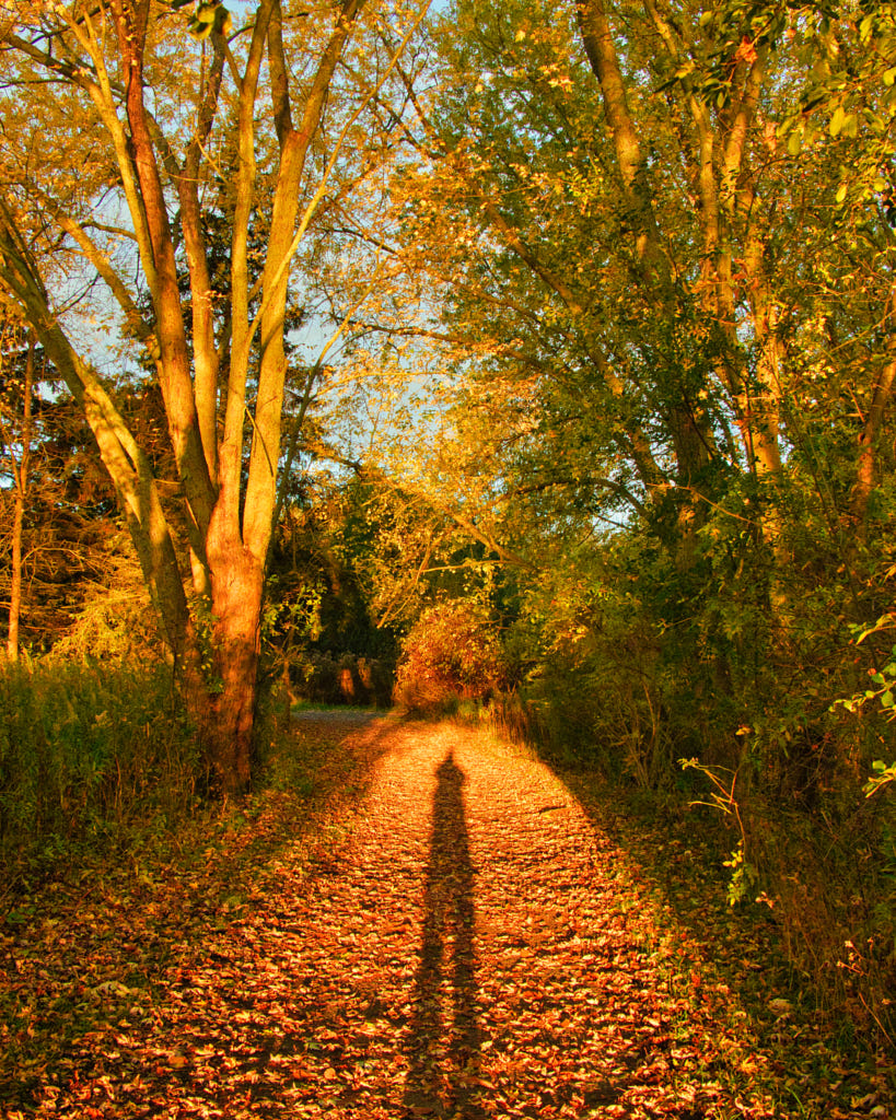 Path Through Autumn Trees Symbolizing Journey and Solitude | landscape ...