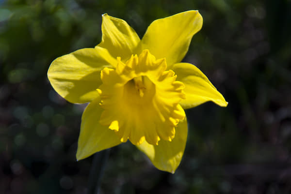 Mellow yellow by David Schmitz | 500px