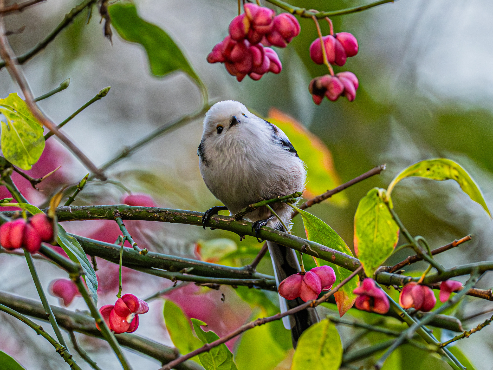 Tiny Bird Among Berries Symbolizing Delicate Beauty and Life | nature ...