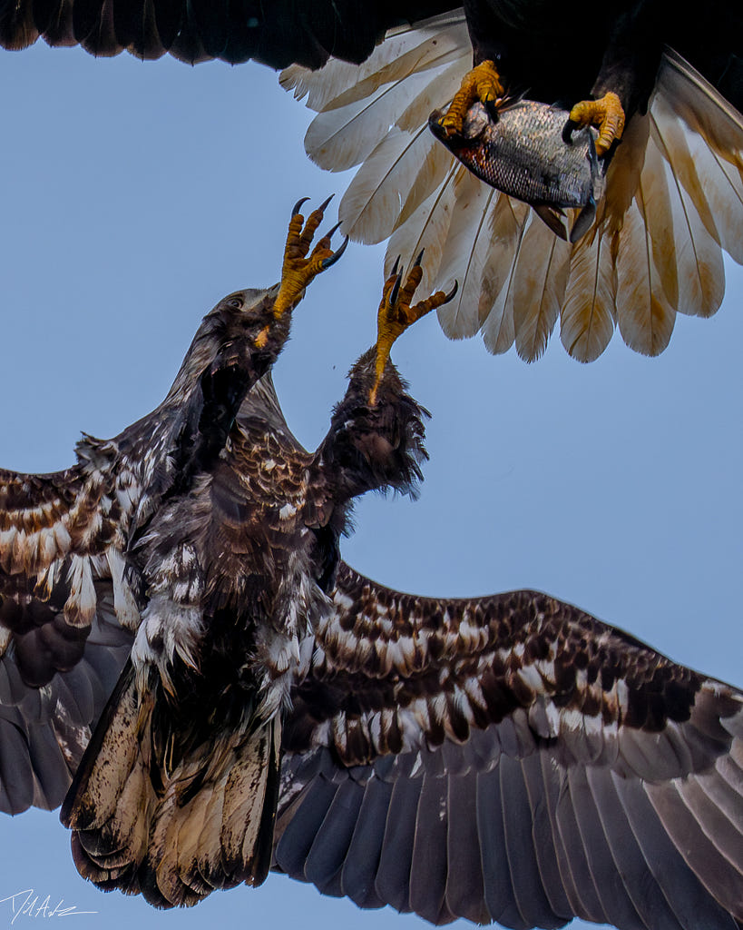 Eagles Engaged in Aerial Combat Symbolizing Struggle and Dominance ...