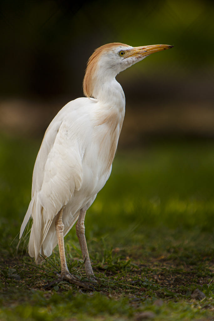 Elegant Egret Stands Serene in Natural Habitat with Calm Demeanor ...