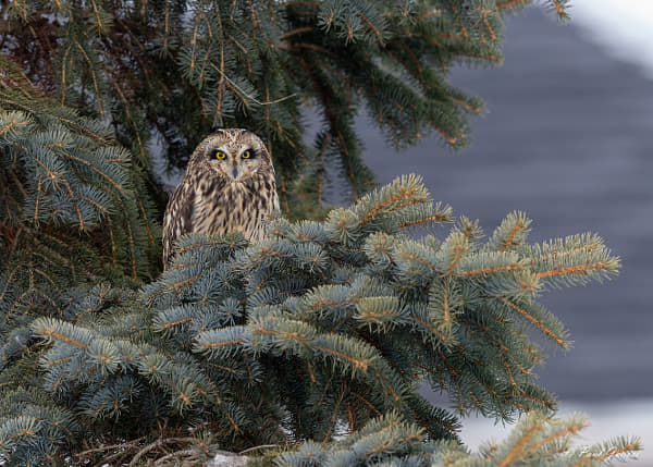Wise Owl Observes Nature with Calm and Patient Demeanor | nature photo ...
