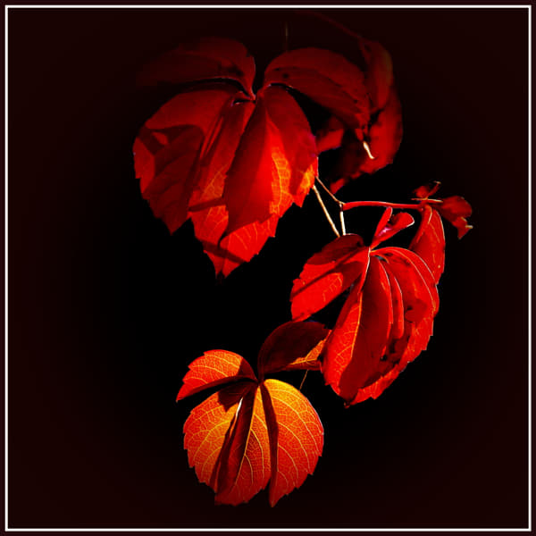 HERBST-BLÄTTER Zweig by Hans-Joachim Scharpf | 500px