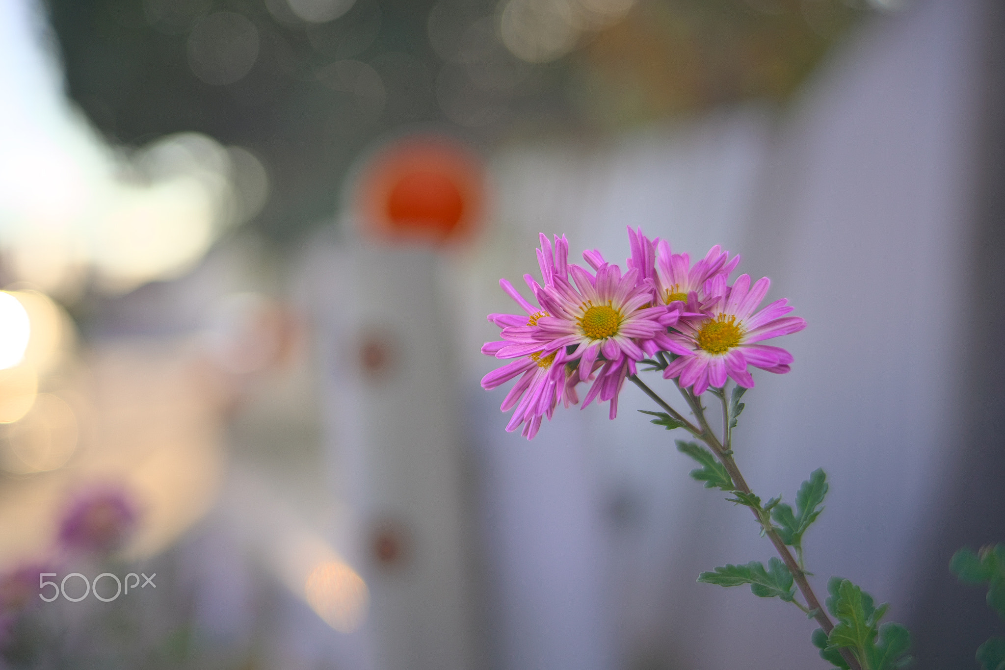 Delicate Flowers Bloom in Soft Light Evoking Serenity and New ...