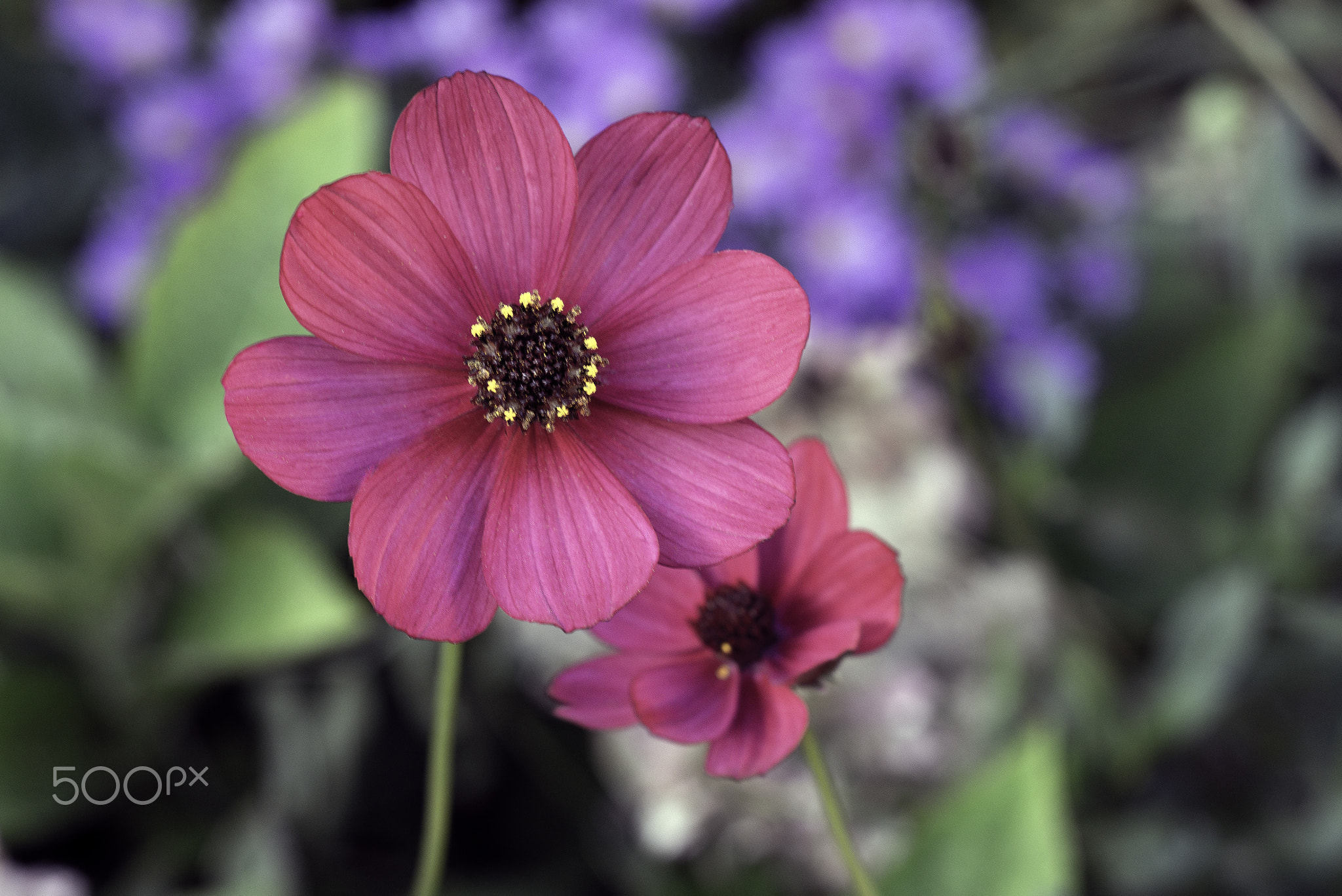 Vibrant Pink Flower Displays Delicate Beauty and Growth | nature photo ...