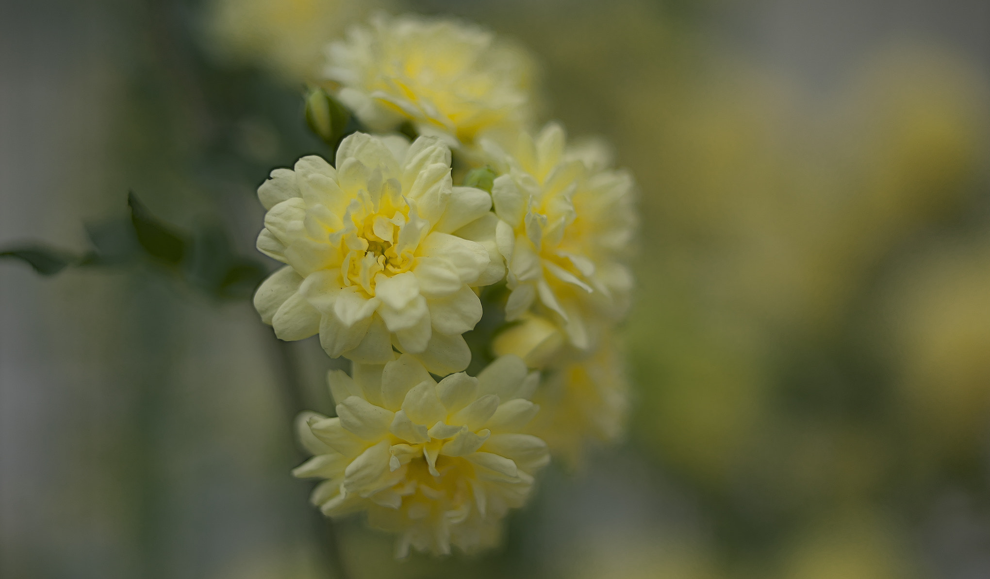 Delicate Yellow Blooms Symbolizing Gentle Beauty and Serenity | nature ...