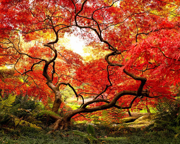 Vibrant Autumn Tree Radiating Warmth and the Cycle of Life | nature ...