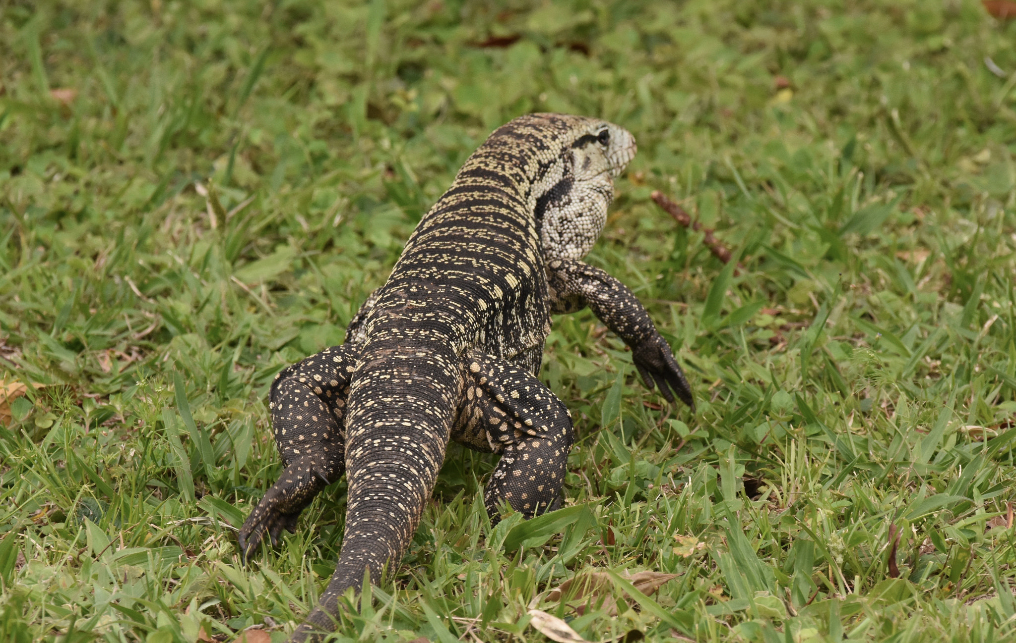 Lizard on Grass Radiating Calmness and Observation | nature photo by ...