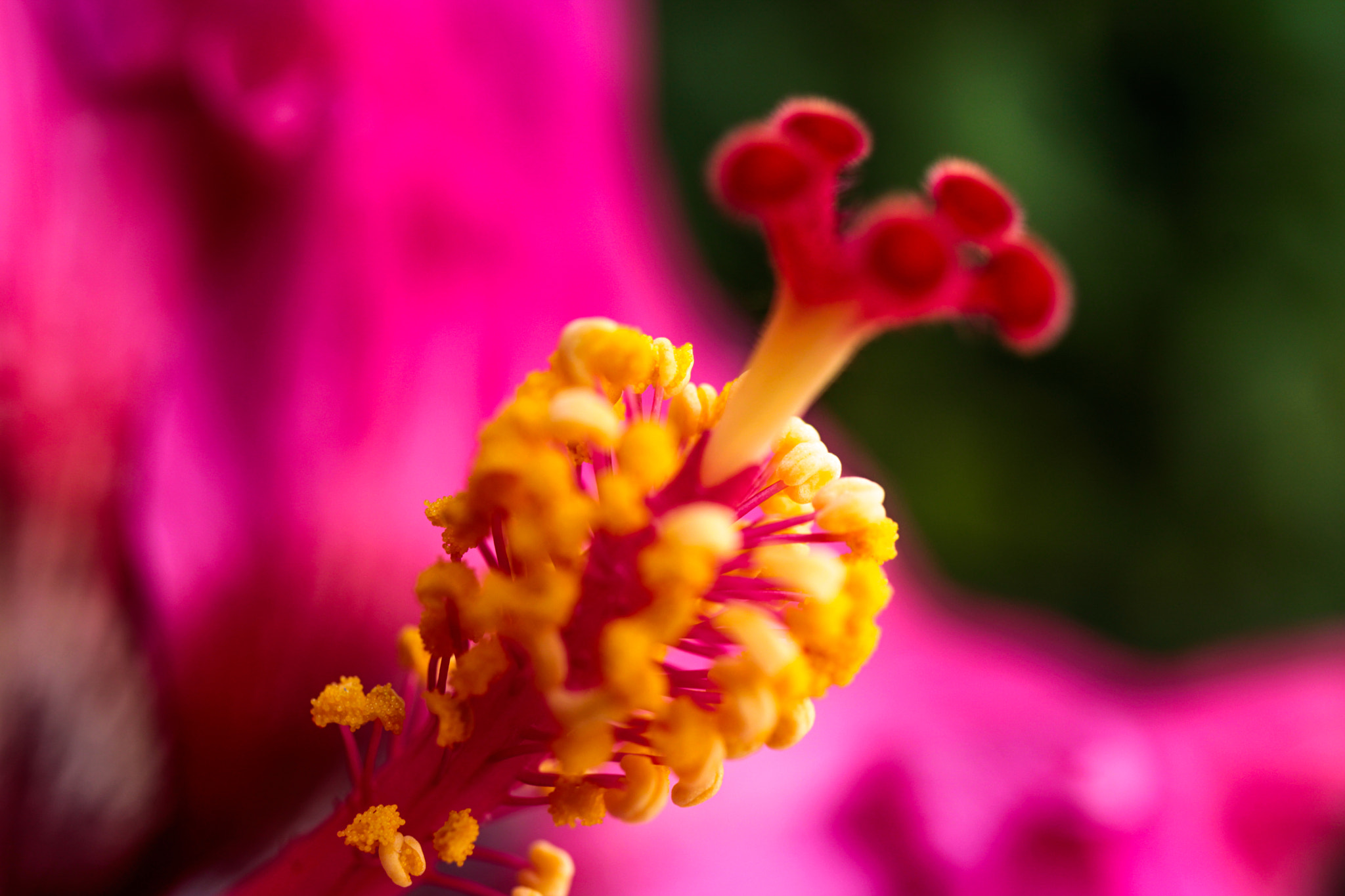 Hibiscus Bloom Showcasing Vibrant Life and Delicate Beauty | nature ...