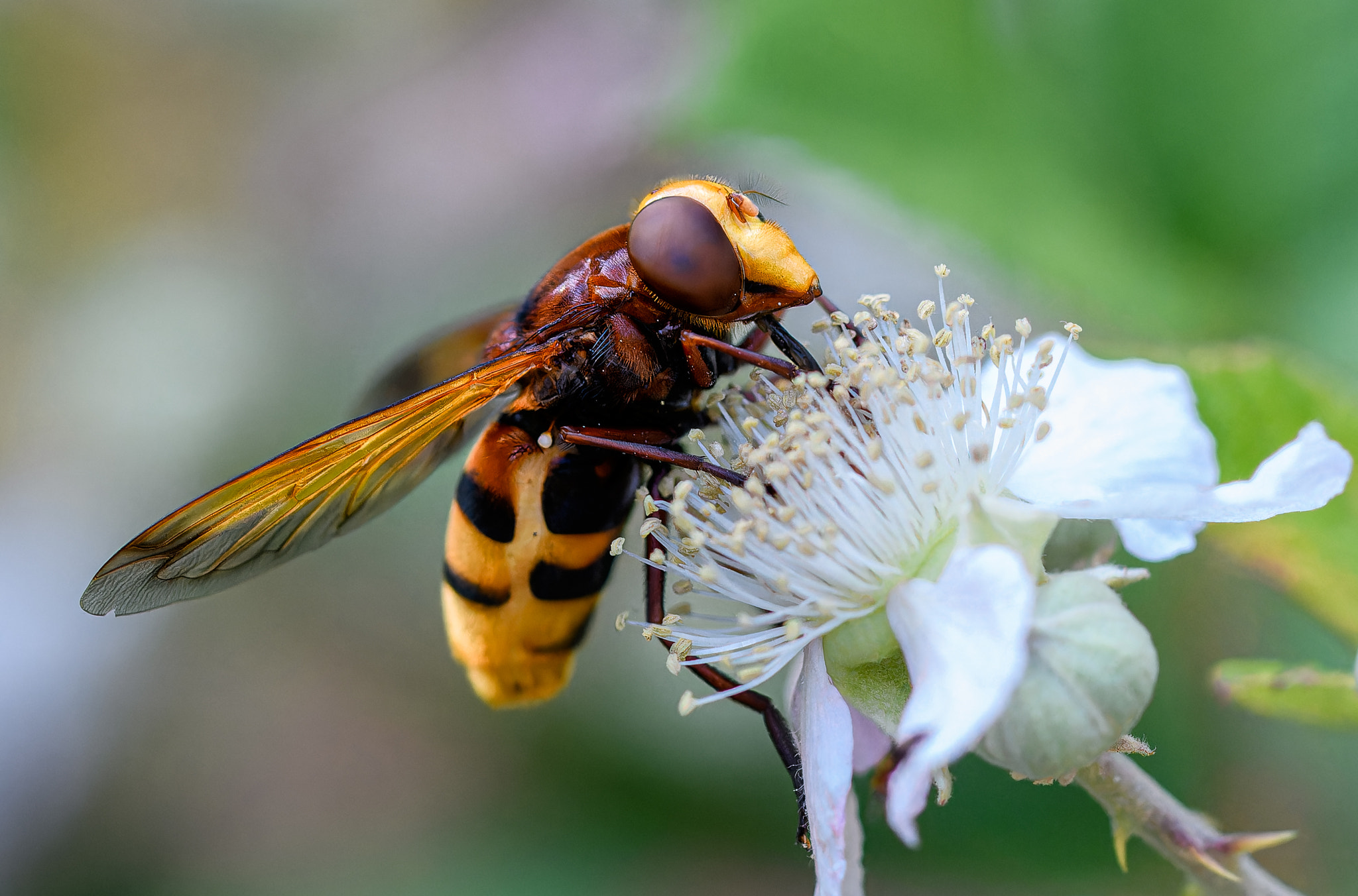 Busy Bee Gathers Nectar Representing Diligence and Vitality | nature ...