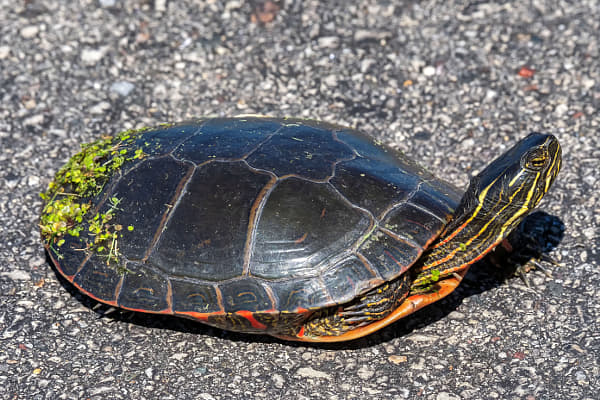 Small Turtle Crosses Path Representing Perseverance and Resilience ...