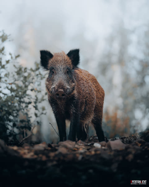 Wild Boar Emerges from Forest Displaying Raw Nature | nature photo by ...
