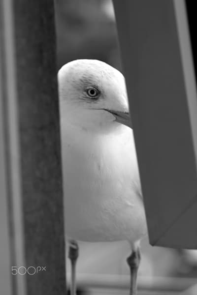 Bird Peeking Through Bars Evoking Curiosity and Confinement | nature ...
