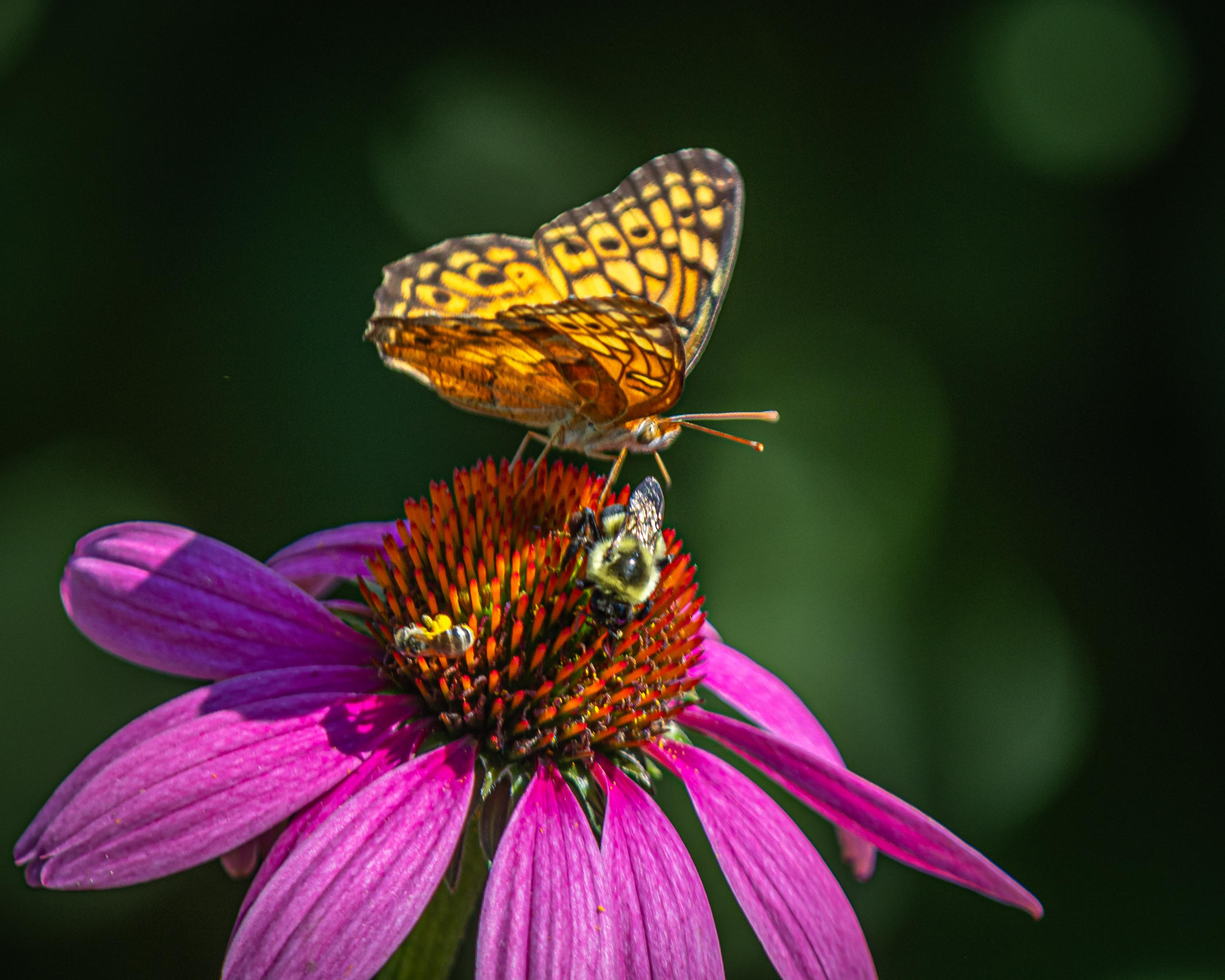 Butterfly on Flower Symbolizes Delicate Interconnectedness of Nature ...